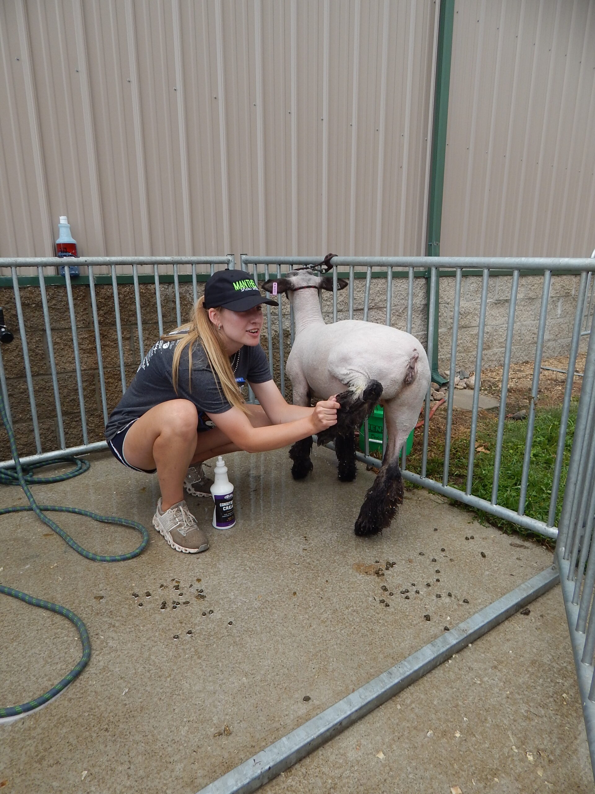 4-H a growing experience for families | News, Sports, Jobs - The Journal